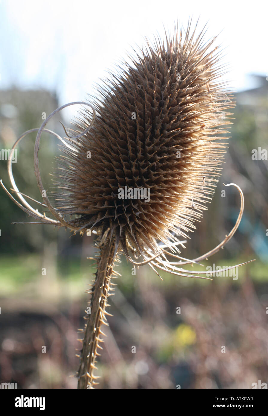 Teasel seed head Stock Photo - Alamy