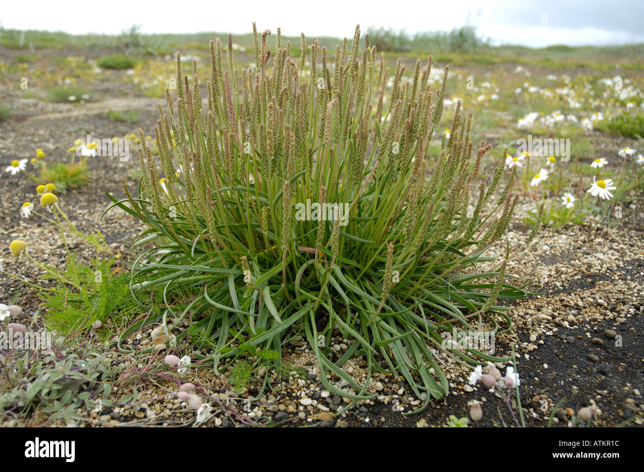 Sea plantain plantago maritima hi-res stock photography and images - Alamy