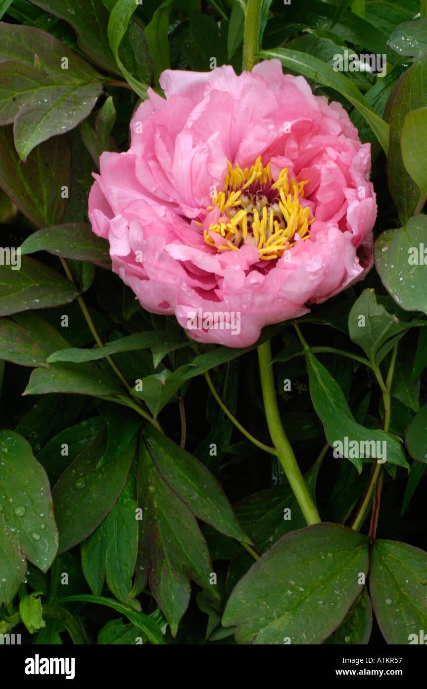 Peonie hi-res stock photography and images - Alamy