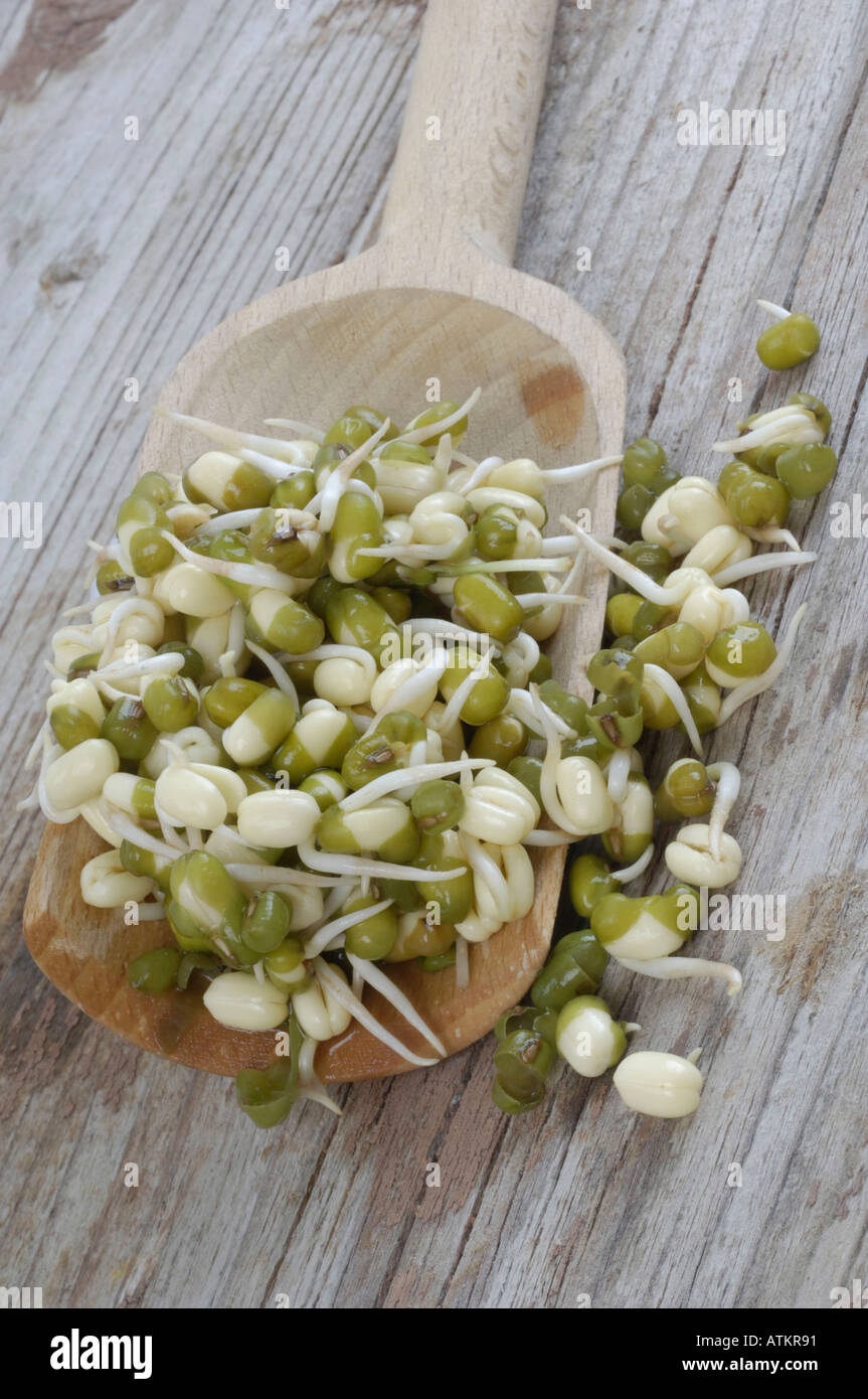 Phaseolus radiatus hi-res stock photography and images - Alamy