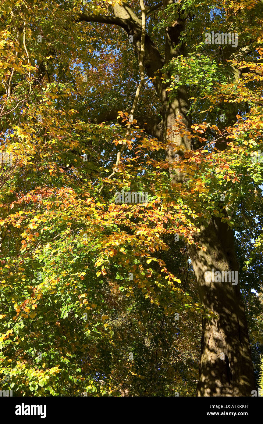 Beech tree autumn fall colour color hi-res stock photography and images ...