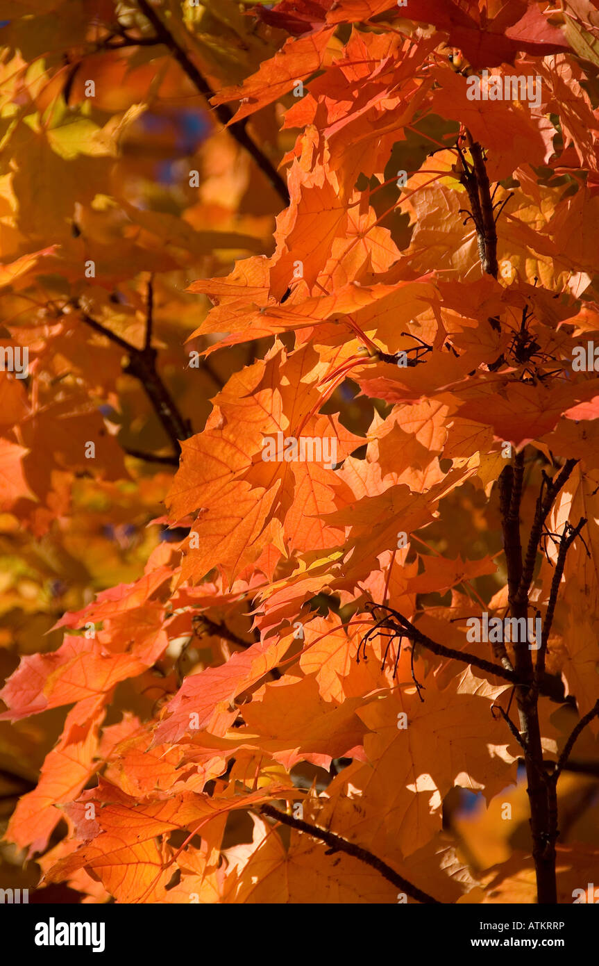 Maple tree leaves close up in autumn fall England UK United Kingdom GB ...