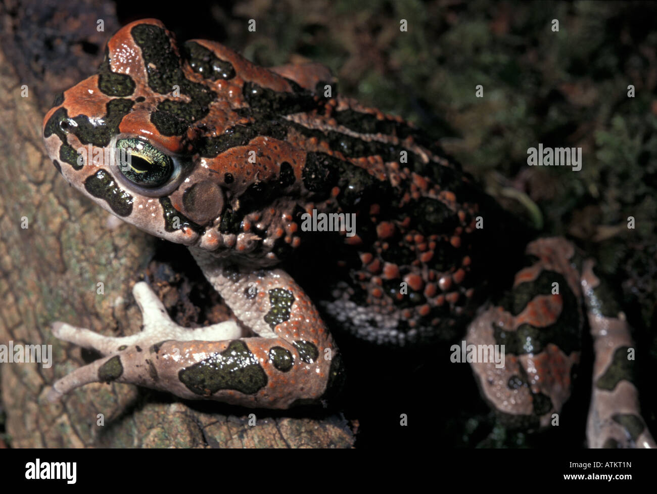 Eastern Green Toad Stock Photos & Eastern Green Toad Stock Images - Alamy