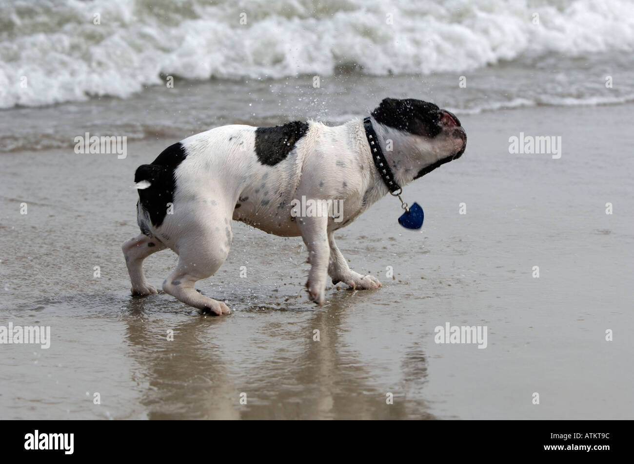 Bulldog shaking hi-res stock photography and images - Alamy
