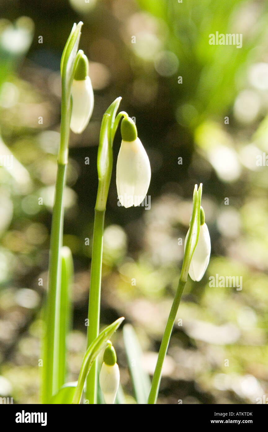 Three flowering buds white hi-res stock photography and images - Alamy