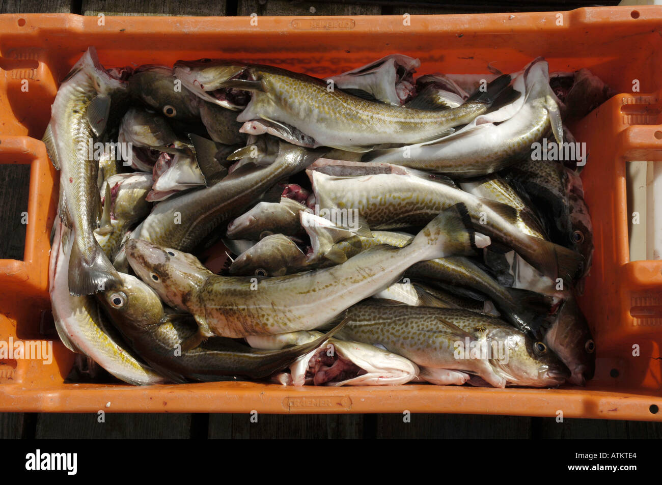 Codling gadus morhua hi-res stock photography and images - Alamy