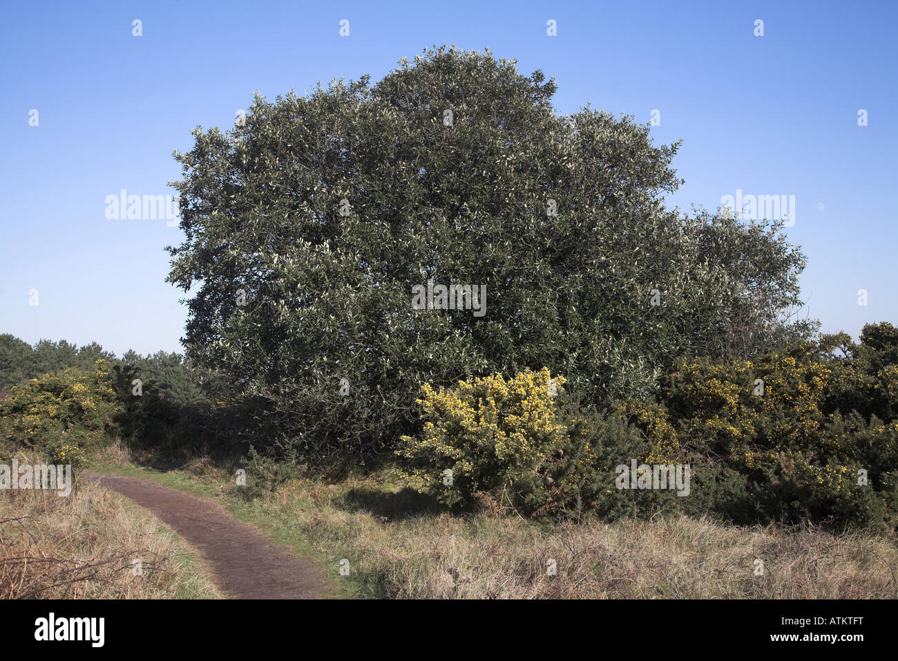Evergreen oak tree hi-res stock photography and images - Alamy