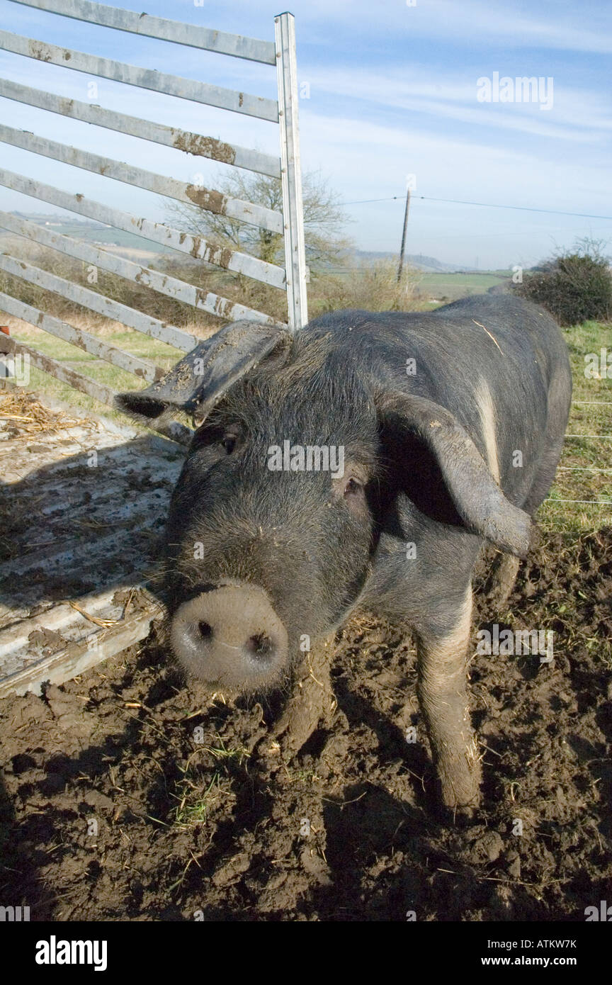 Pig hooves hi-res stock photography and images - Alamy