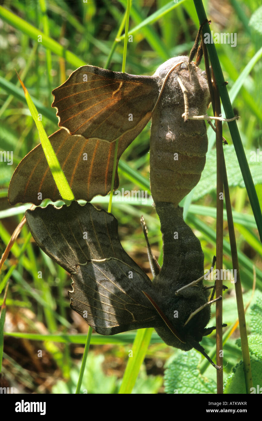 Poplar Hawkmoths (Laothoe populi) Mating in grass Stock Photo - Alamy