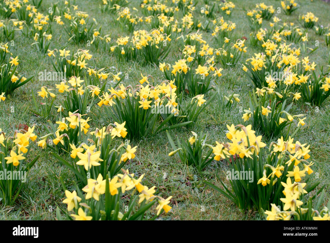 Cultivation grass planting bulbs daffodil daff miniature dwarf yellow ...