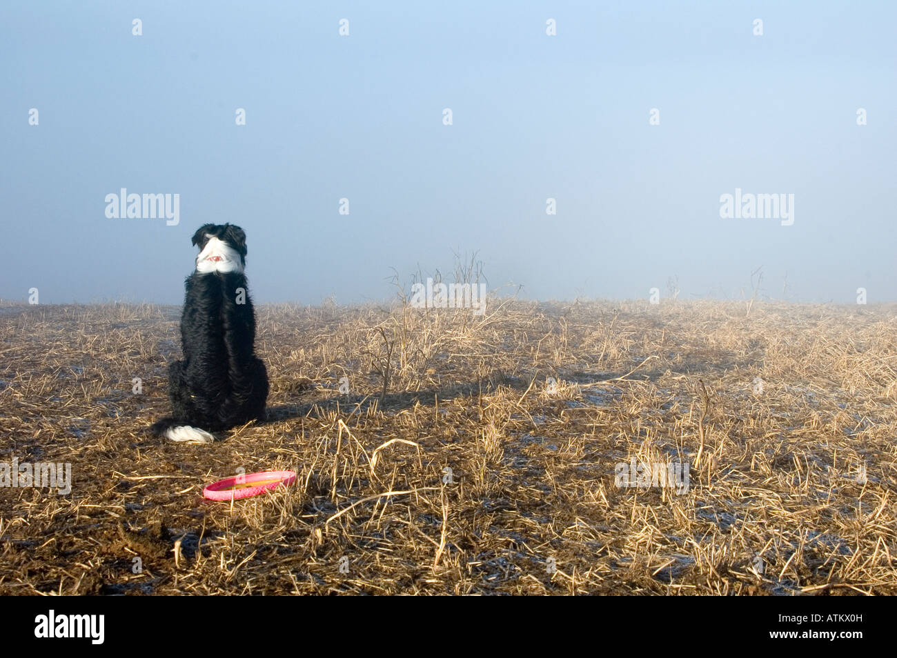 Chilled out dog hi-res stock photography and images - Alamy