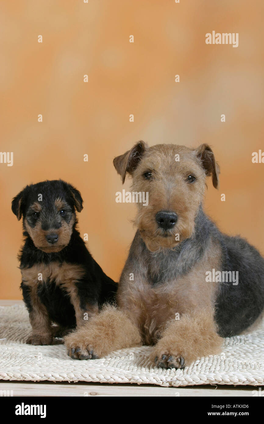 Welsh terrier puppy hi-res stock photography and images - Alamy