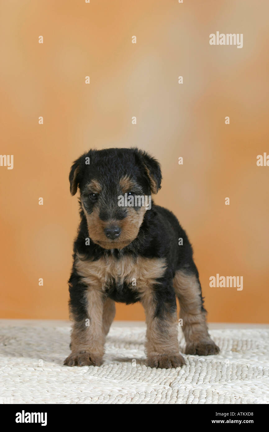 Welsh terrier puppy hi-res stock photography and images - Alamy
