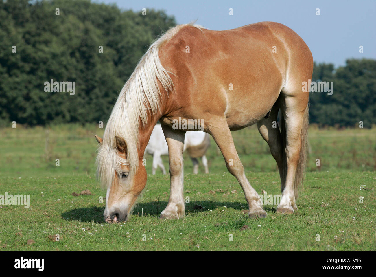 Single haflinger hi-res stock photography and images - Alamy
