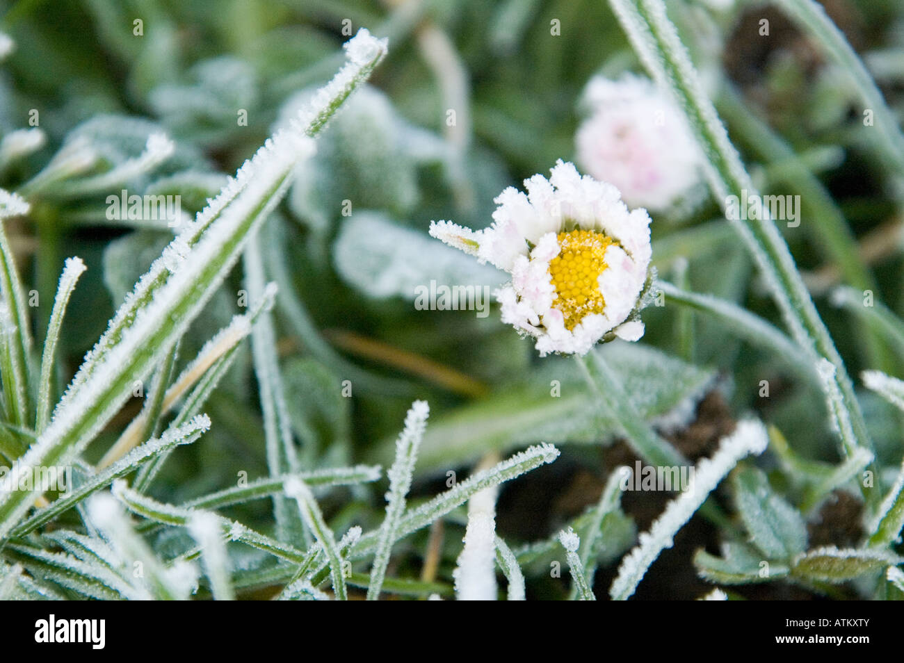 A frozen daisy flower Stock Photo - Alamy