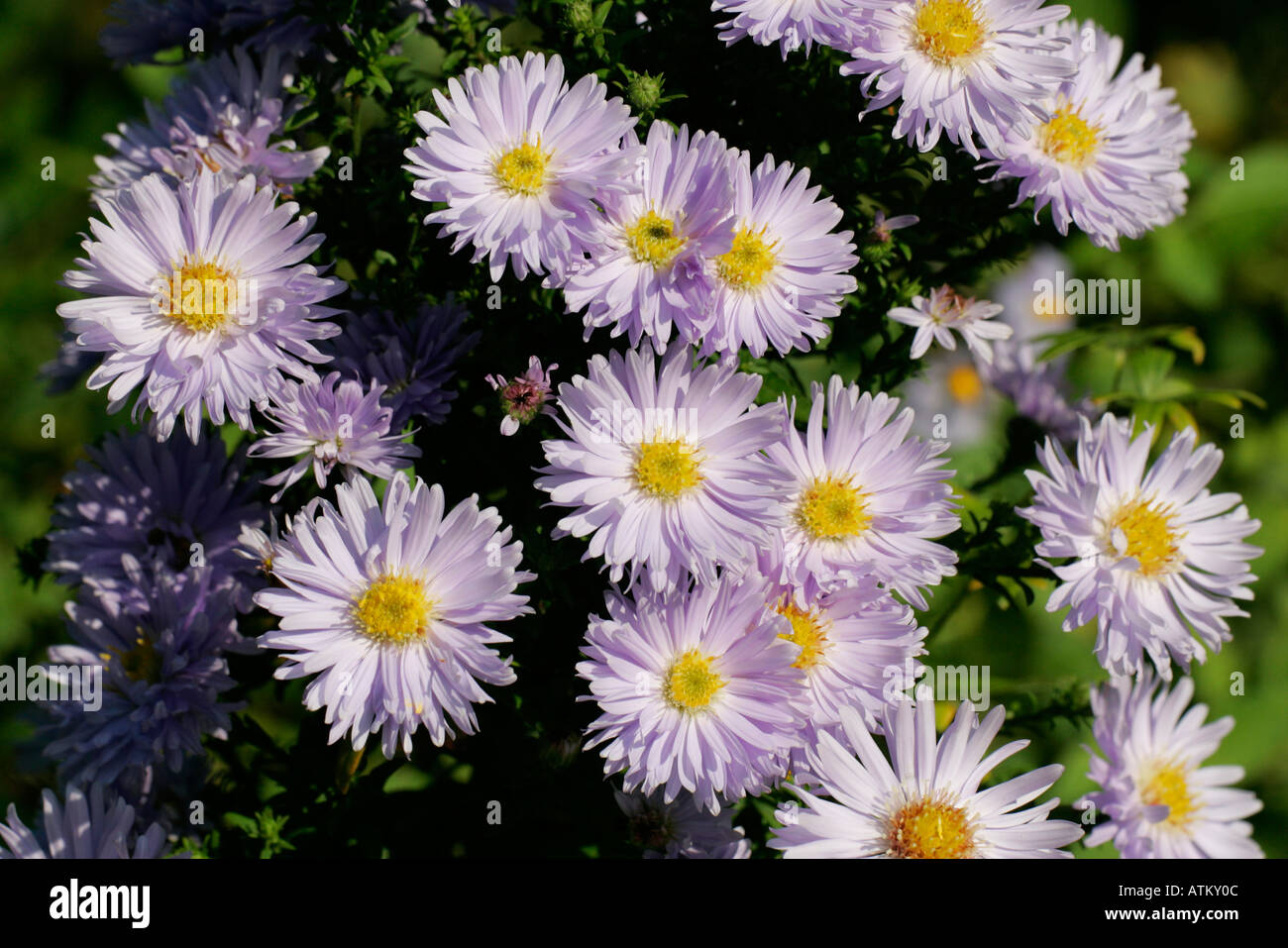 Bushy Aster / Rice Button Aster Stock Photo - Alamy
