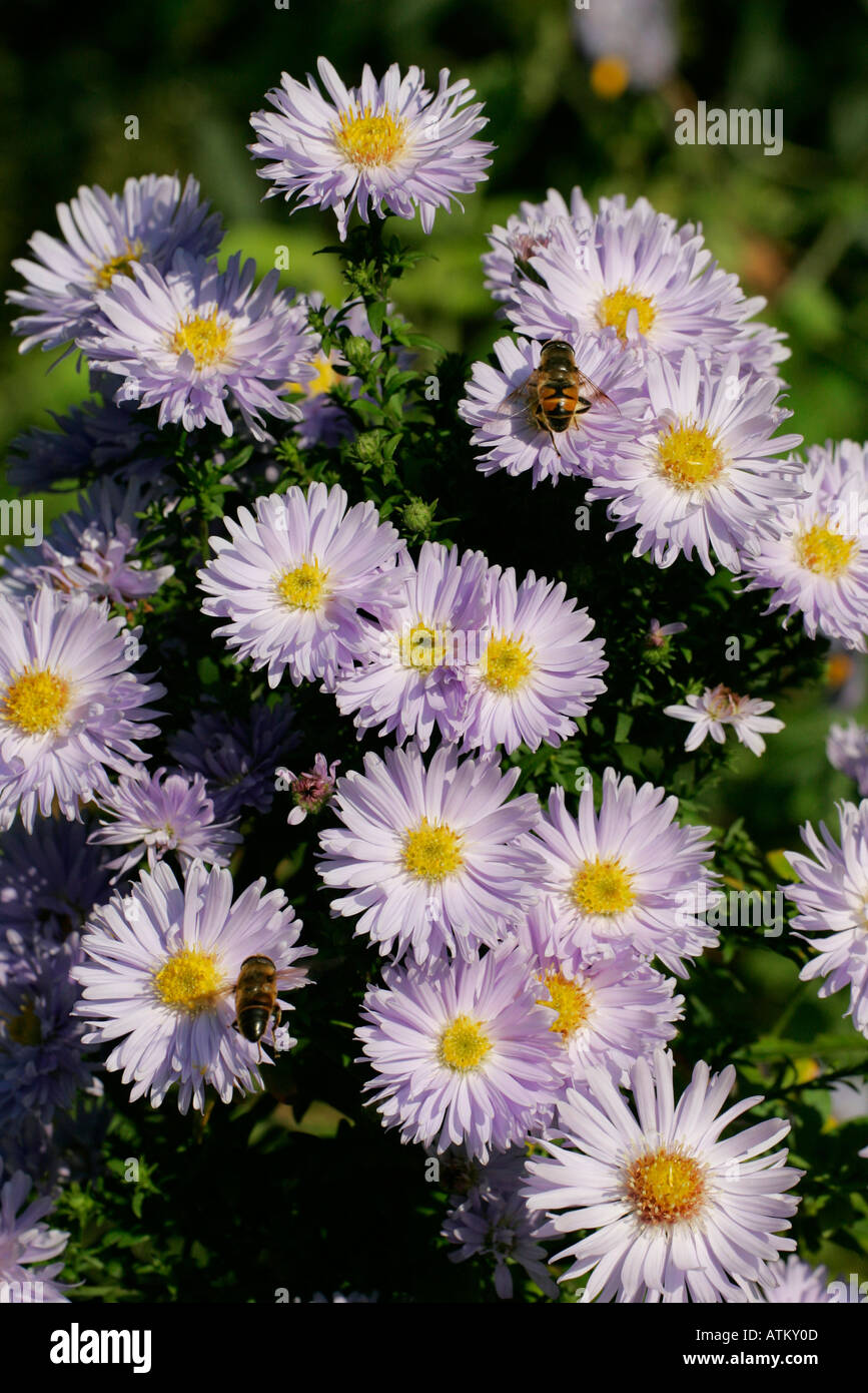 Bushy Aster / Rice Button Aster Stock Photo - Alamy