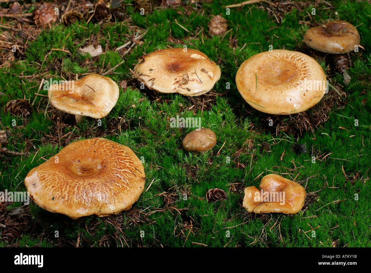 Roll rims hi-res stock photography and images - Alamy