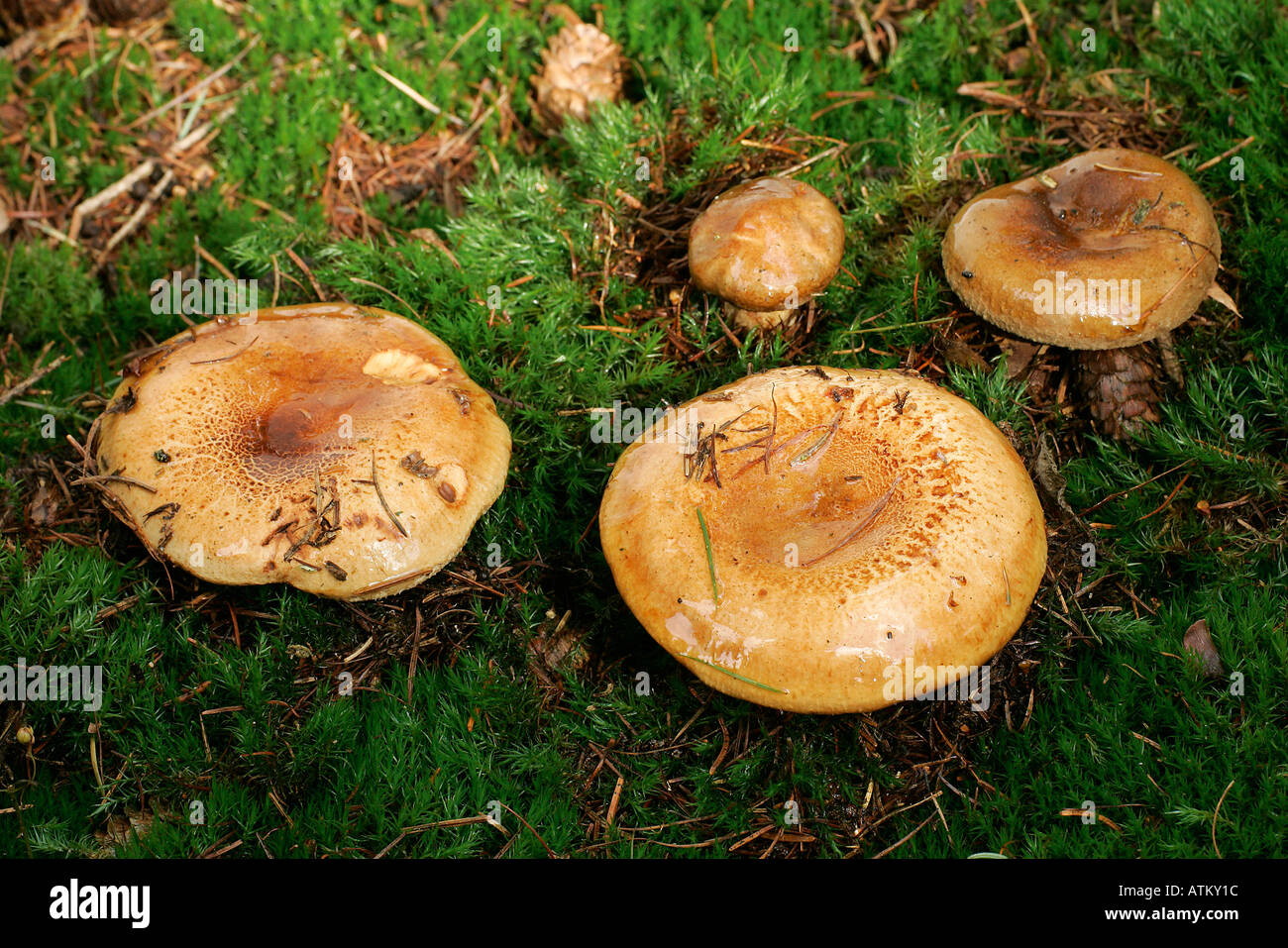 Roll rims hi-res stock photography and images - Alamy