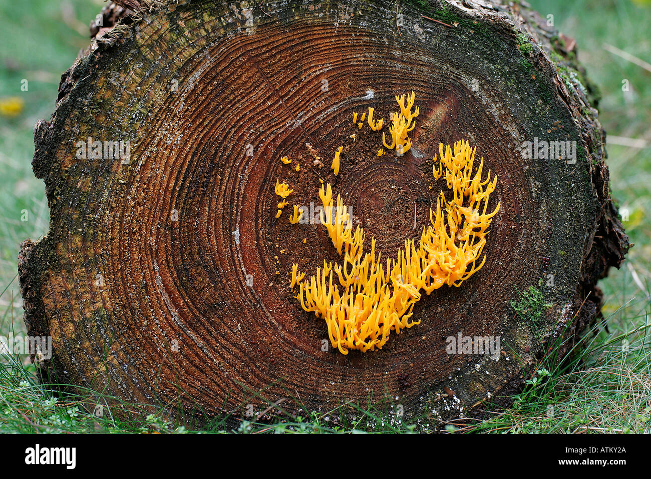 Yellow stags horn hi-res stock photography and images - Alamy