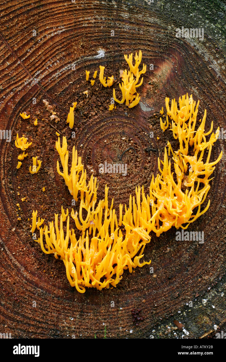 Stags horn hi-res stock photography and images - Alamy