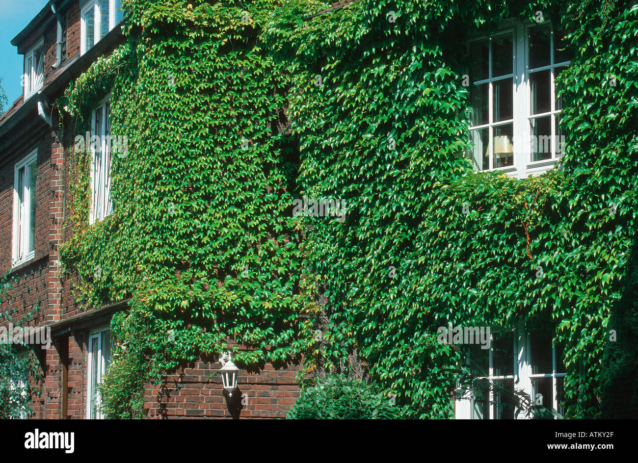 Boston Ivy / Japanese Creeper Stock Photo - Alamy
