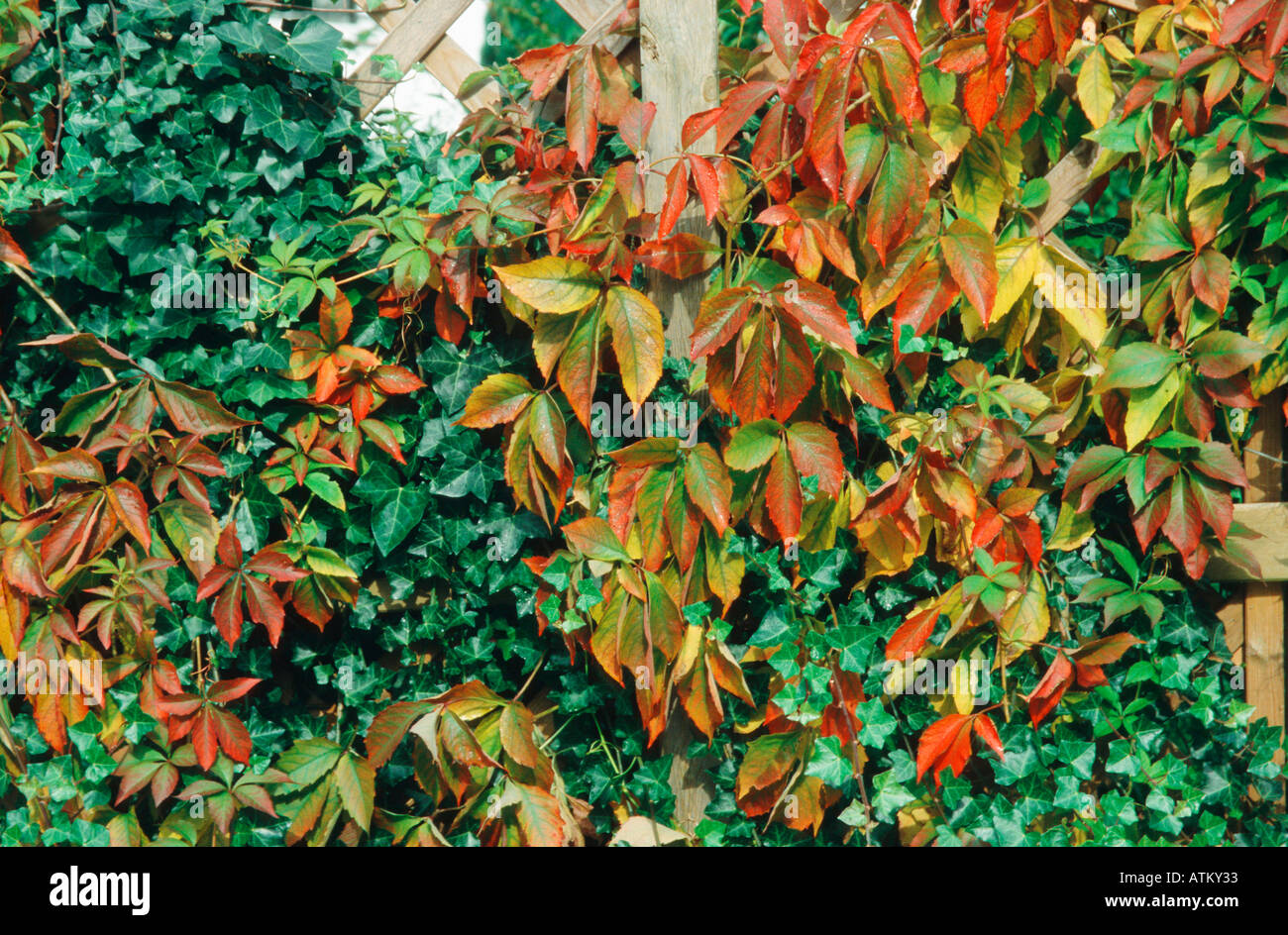 Virginia Creeper and Ivy Stock Photo - Alamy