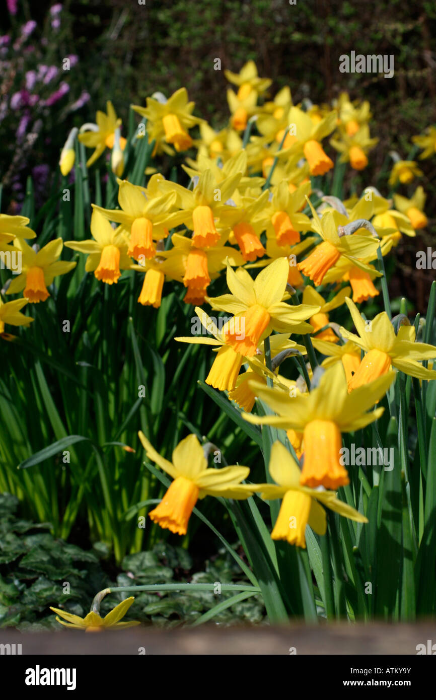 Miniature daff daffodil rockery spring yellow orange trumpet bulb hi ...