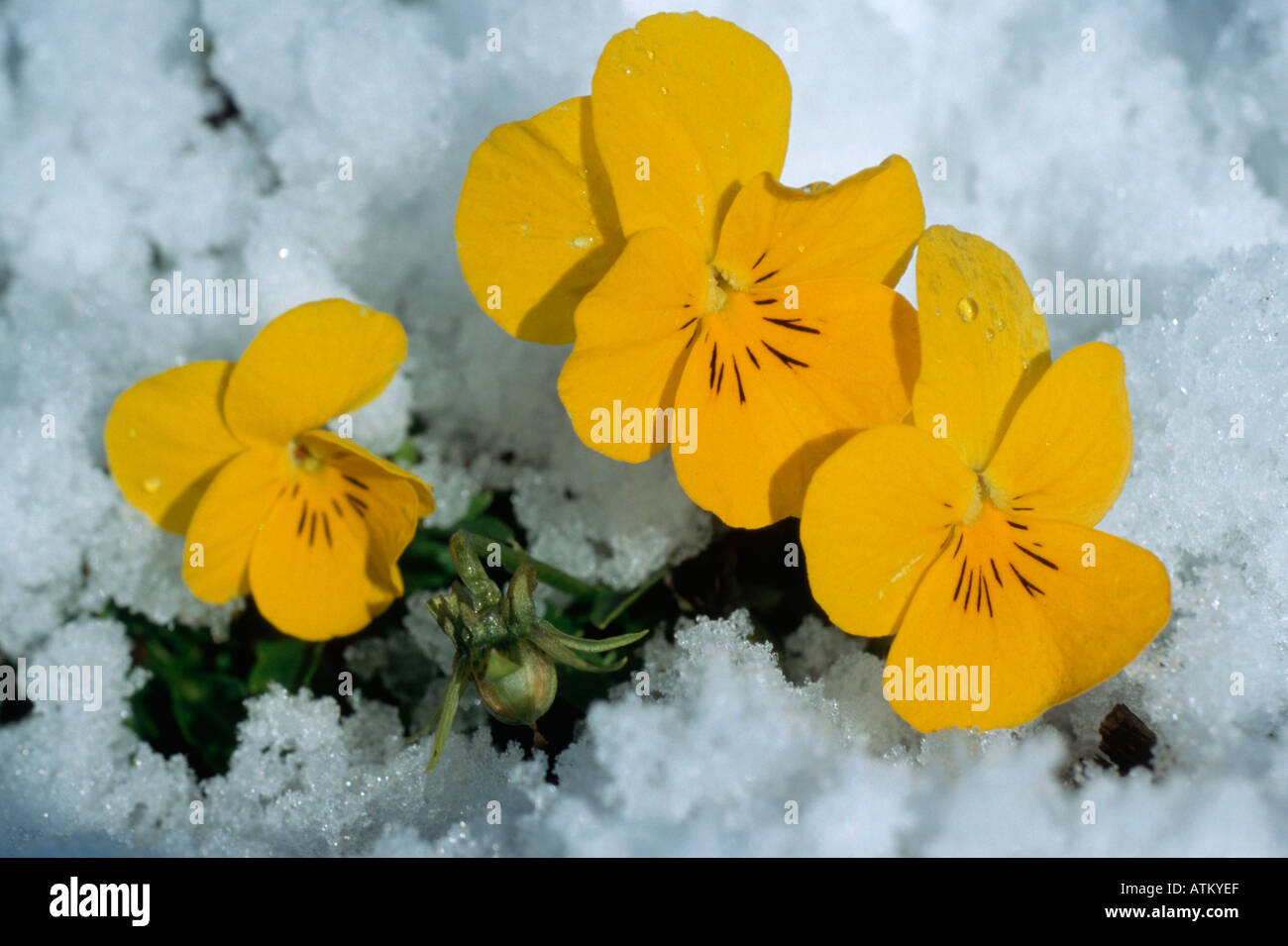 Pansies in snow hi-res stock photography and images - Alamy