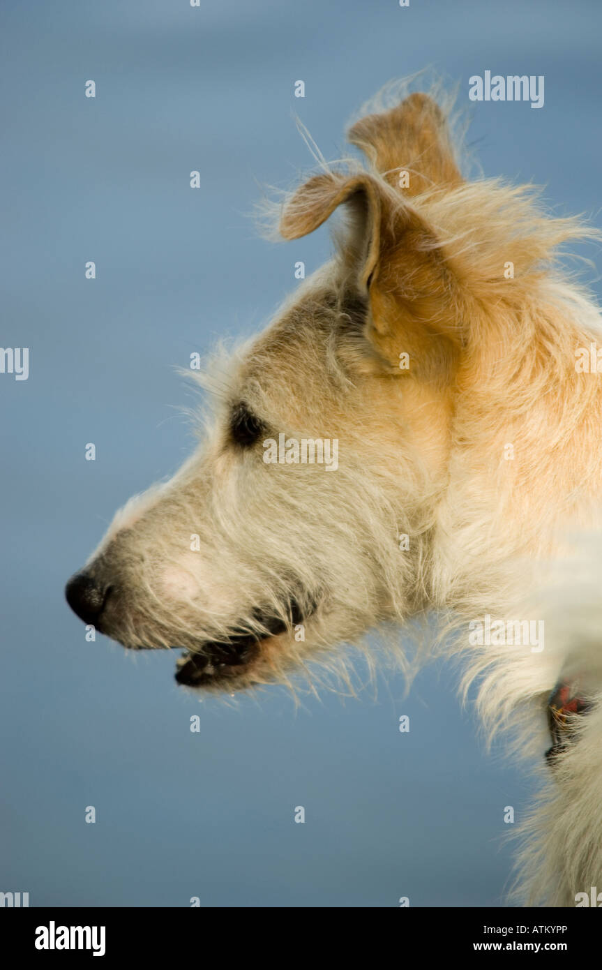 The watchful hi-res stock photography and images - Alamy