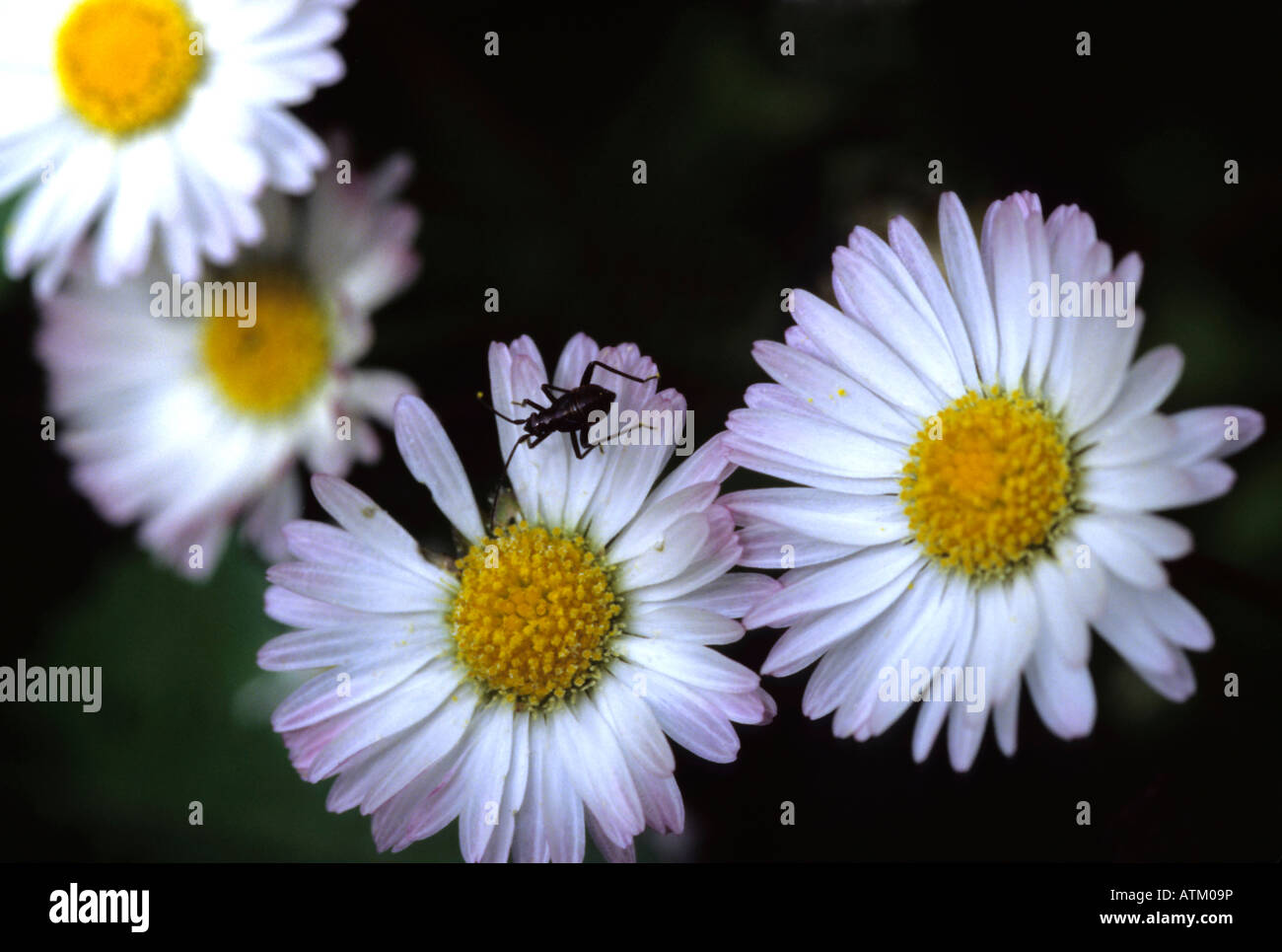 Daisy - Bellis perennis Stock Photo - Alamy
