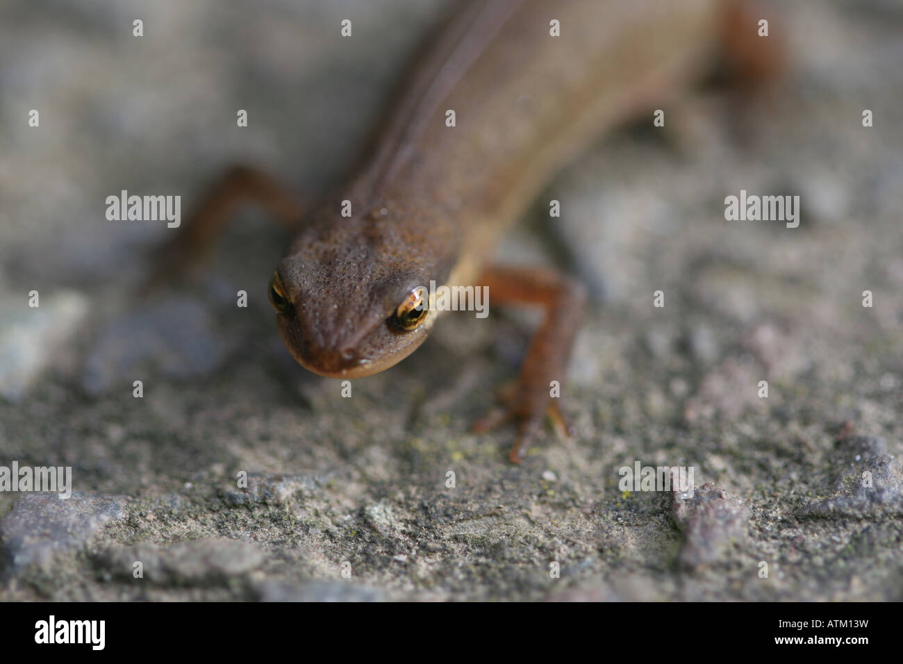 Lizard crawling along on concrete Stock Photo - Alamy