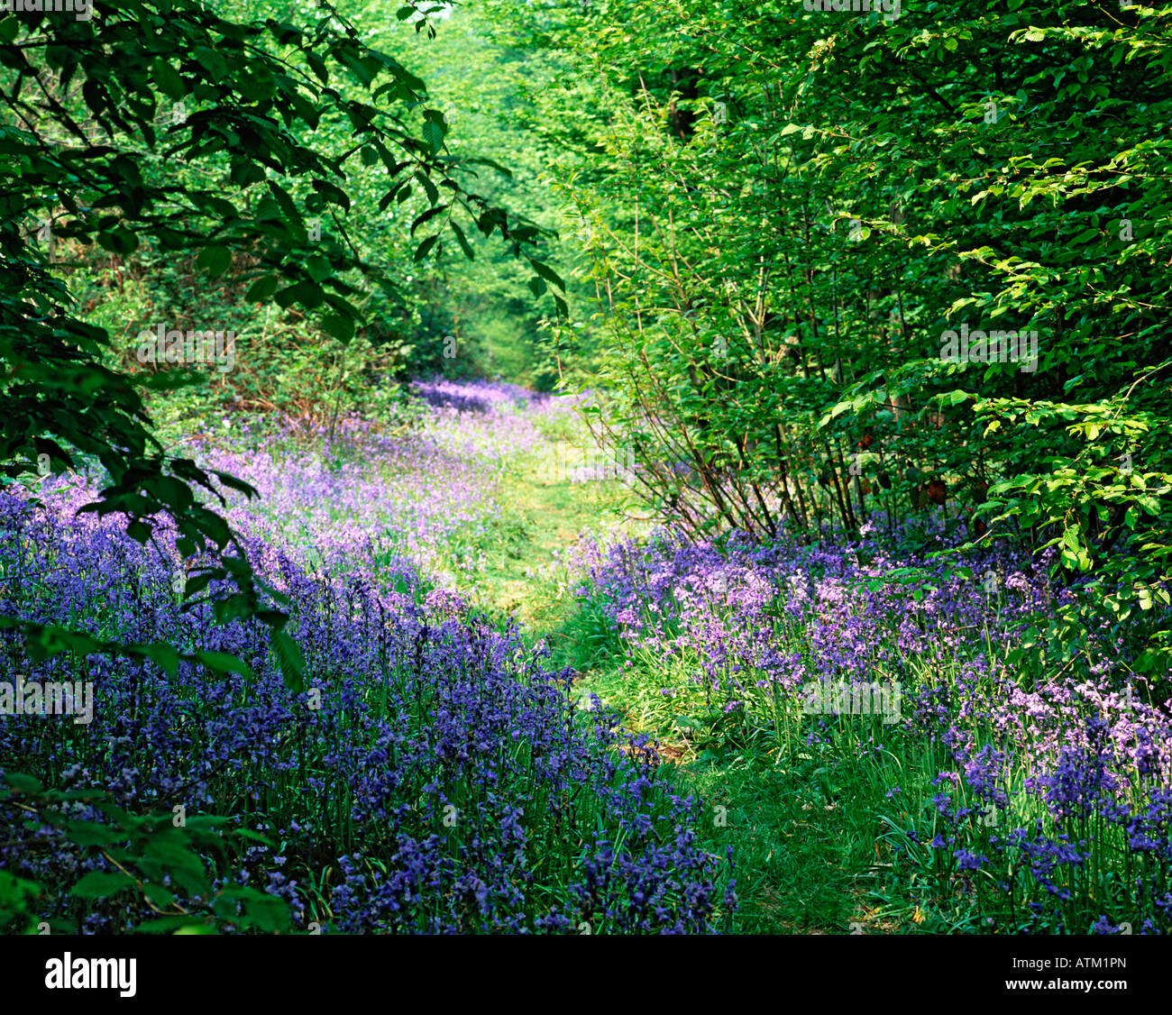 Warehorne Kent High Resolution Stock Photography and Images - Alamy