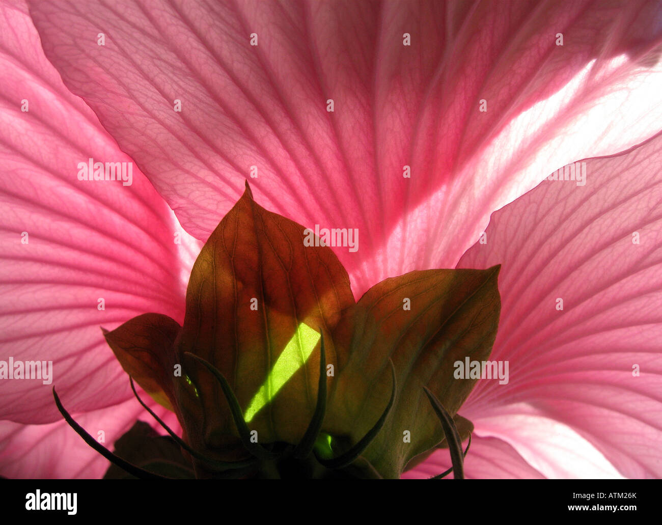 A rear view of a hardy hibiscus Stock Photo - Alamy
