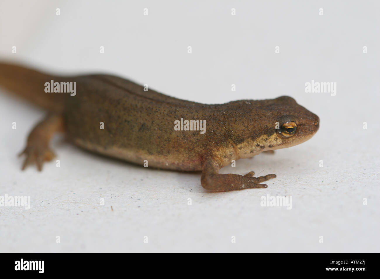 Lizard crawling along on white background Stock Photo - Alamy