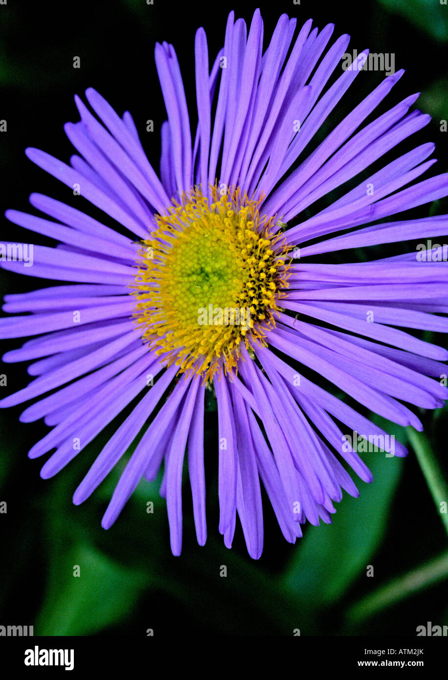 Charity flower hi-res stock photography and images - Alamy