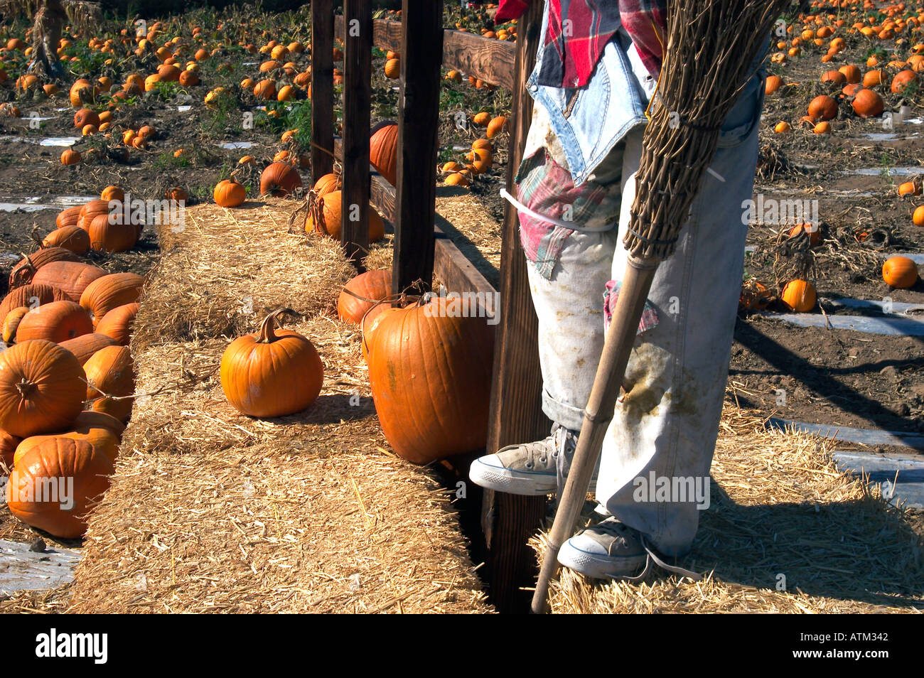 pumpkin patch scarecrow Stock Photo - Alamy