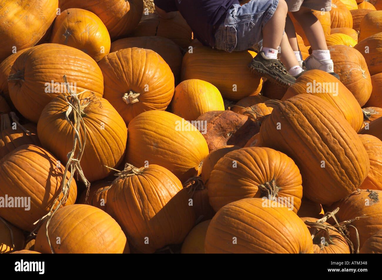 pumpkin patch kids Stock Photo - Alamy