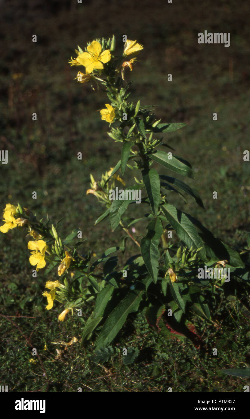 Oenothera Biennis Common evening primrose number 1834 Stock Photo - Alamy