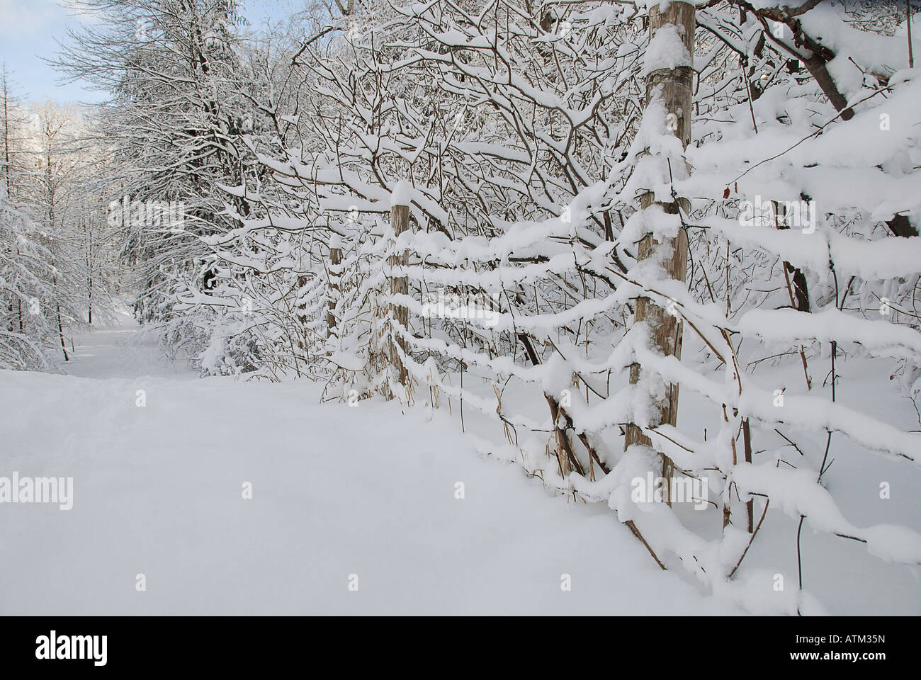 Canadian snow scene in a Toronto ravine park after a storm Stock Photo ...