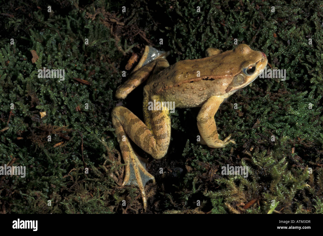 Rana temporaria, European Common Brown Frog, Italy Stock Photo - Alamy