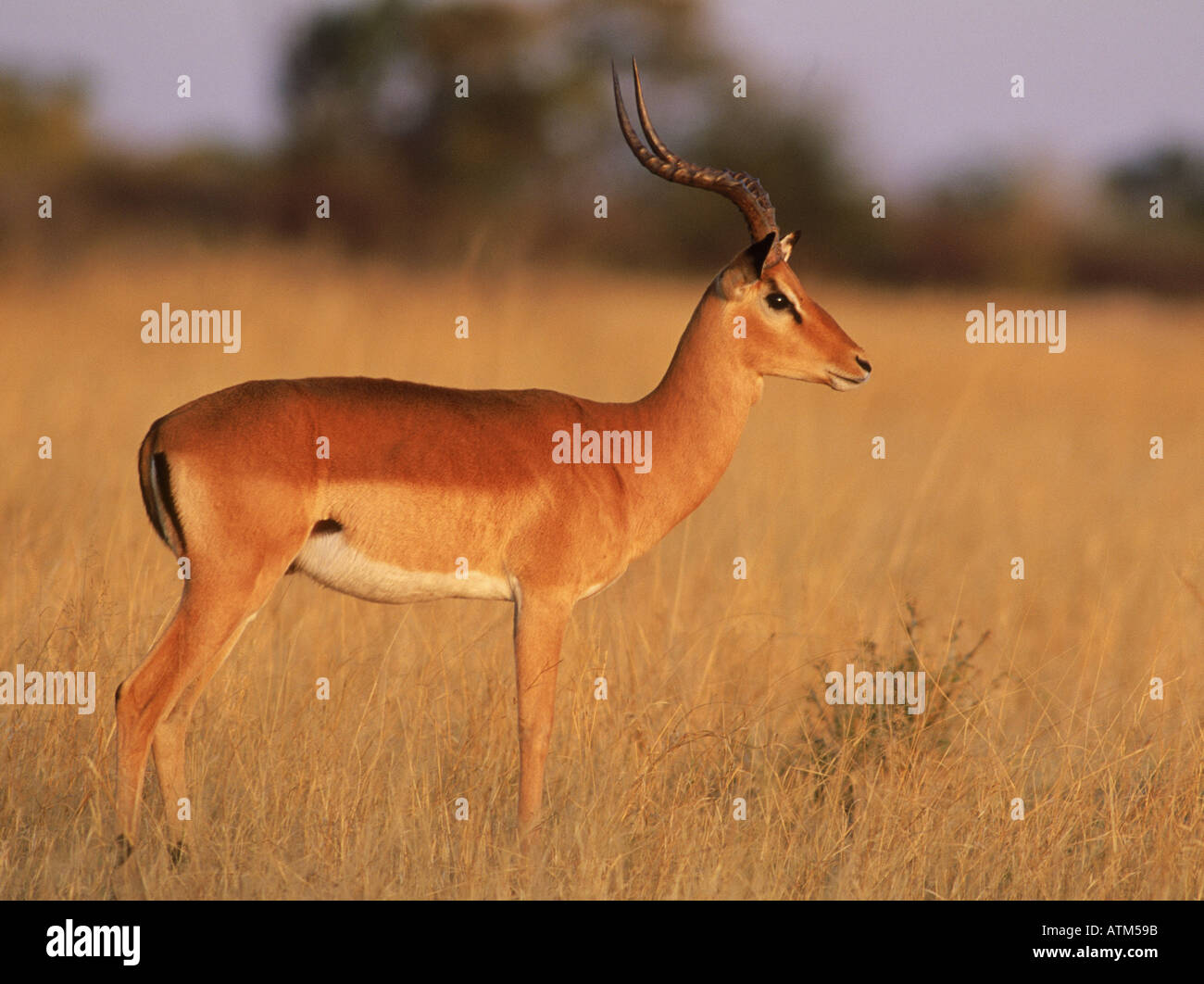 Impala antelope in tall grass near sunset in Zimbabwe Stock Photo - Alamy
