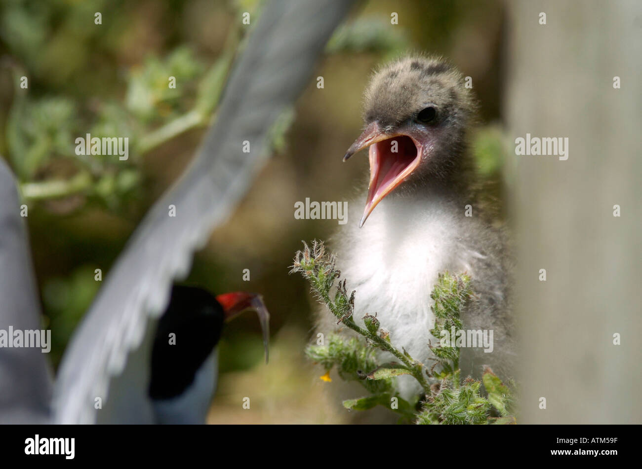 Arctic tern mother feeds her baby during breeding season on the Farne ...