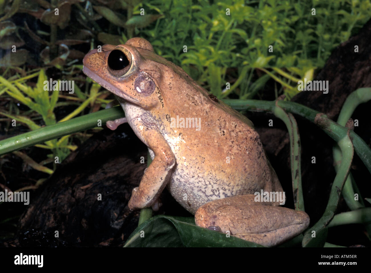 Asian flying frog anphibia frogs animals roberto nistri female hi-res ...