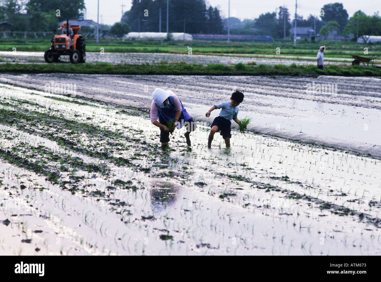 Mother and son working in family rice paddy in Japan Stock Photo - Alamy