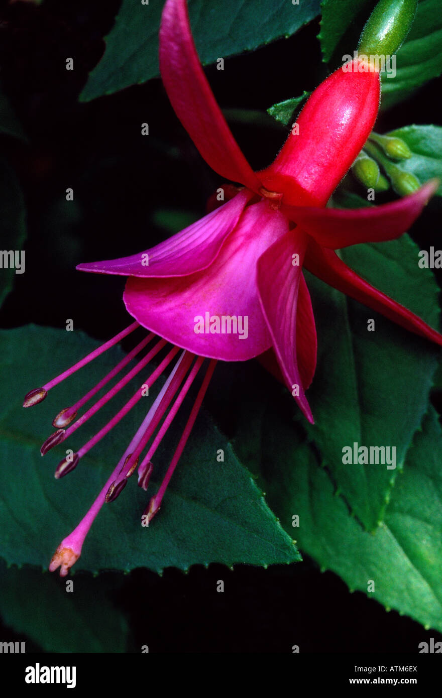 Fuchsia - Dollar princess Stock Photo - Alamy
