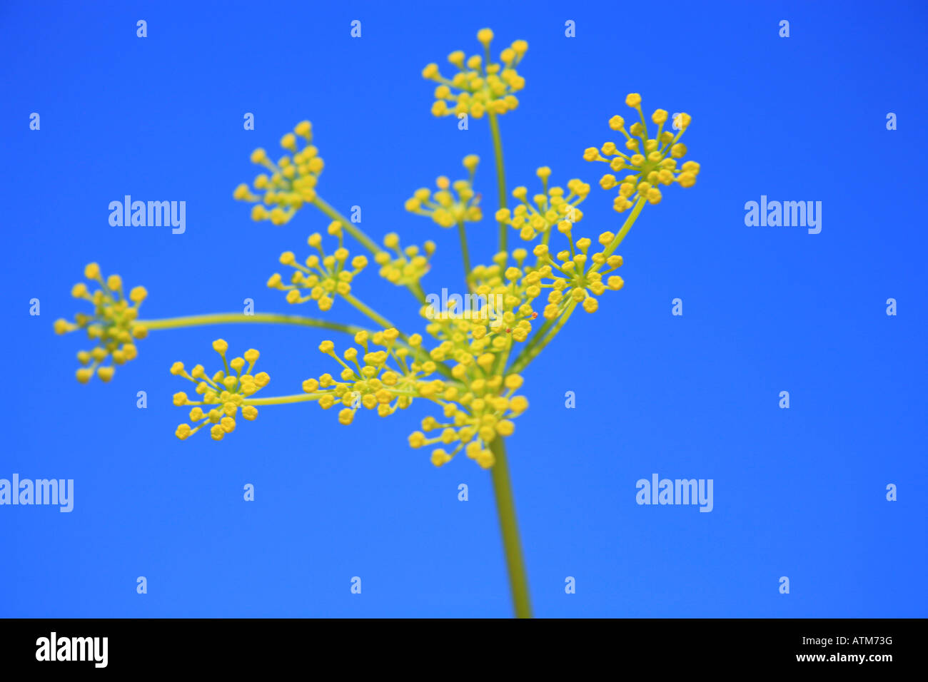 fennel flowers with blue background Stock Photo - Alamy