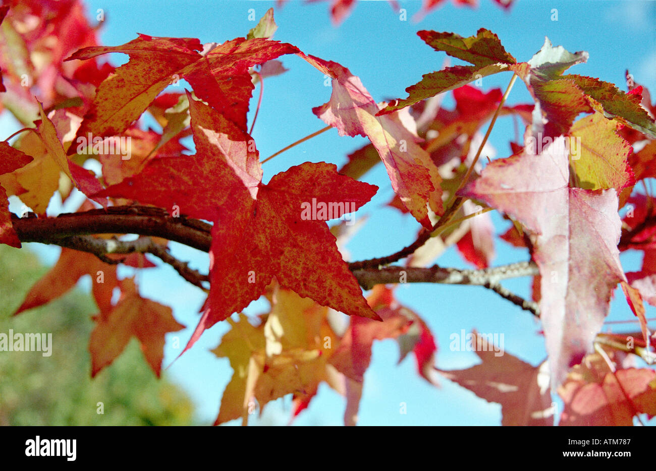 the autmn colours of the acer tree foliage Stock Photo - Alamy