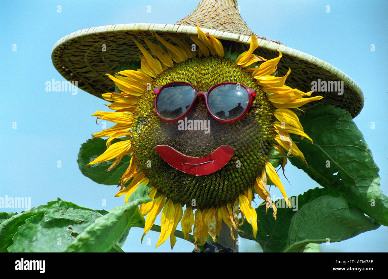 Sunflower red wave hi-res stock photography and images - Alamy