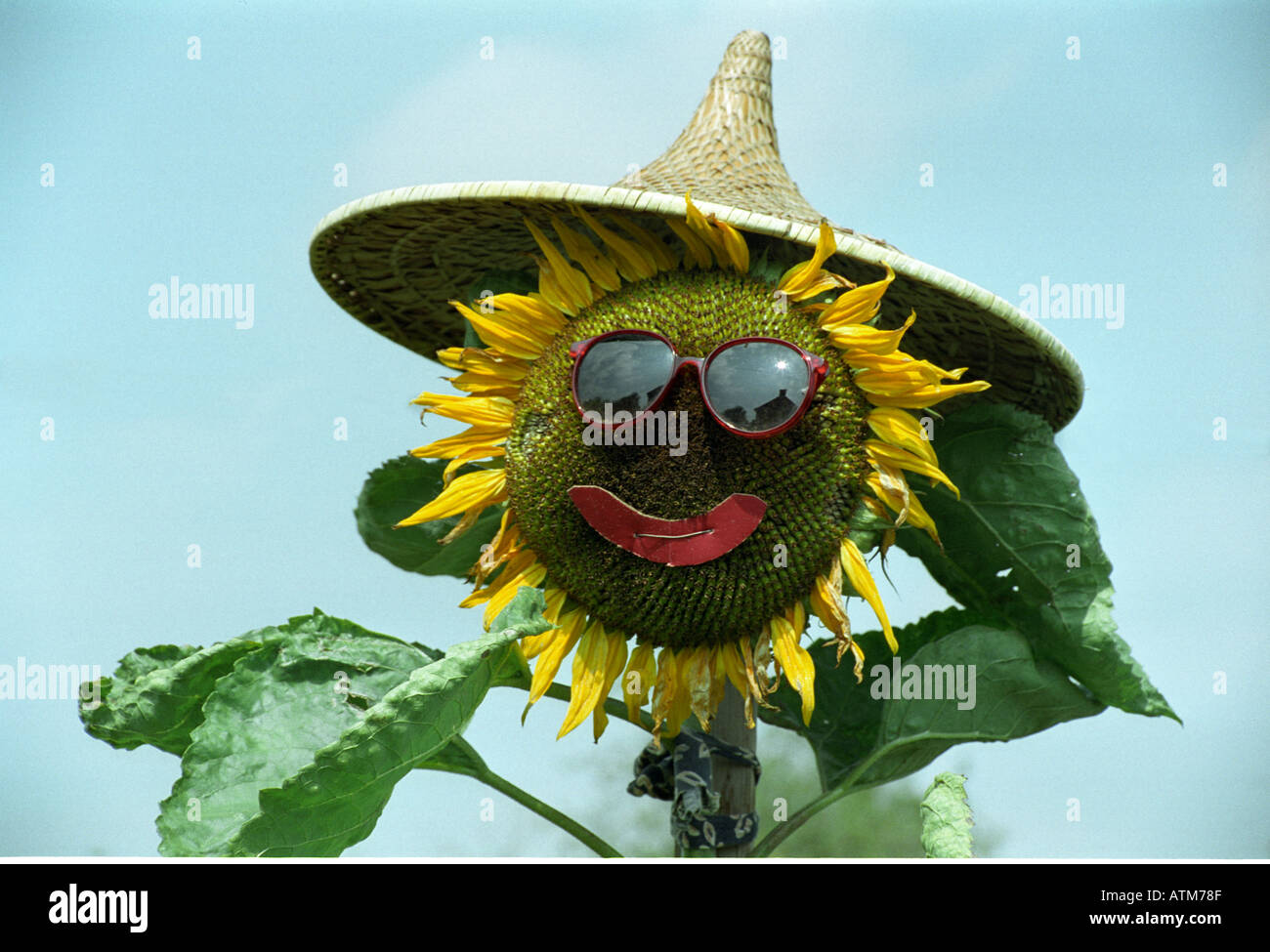 Sunflower red wave hi-res stock photography and images - Alamy